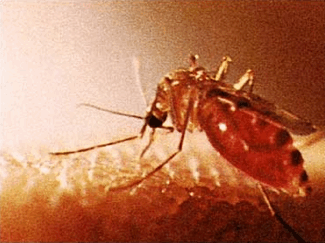 Healing From Insect Bites (Articles Sharing) 11/11/2009 1522048