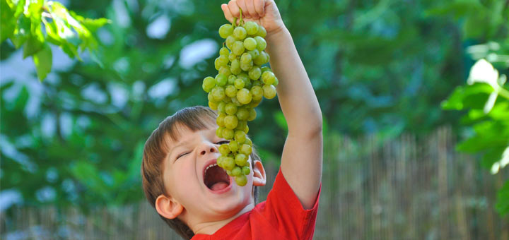 The Top 5 Health Benefits Of Grapes - Dherbs.com - Articles