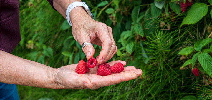 5 Reasons That You Need To Eat Raspberries - Dherbs.com